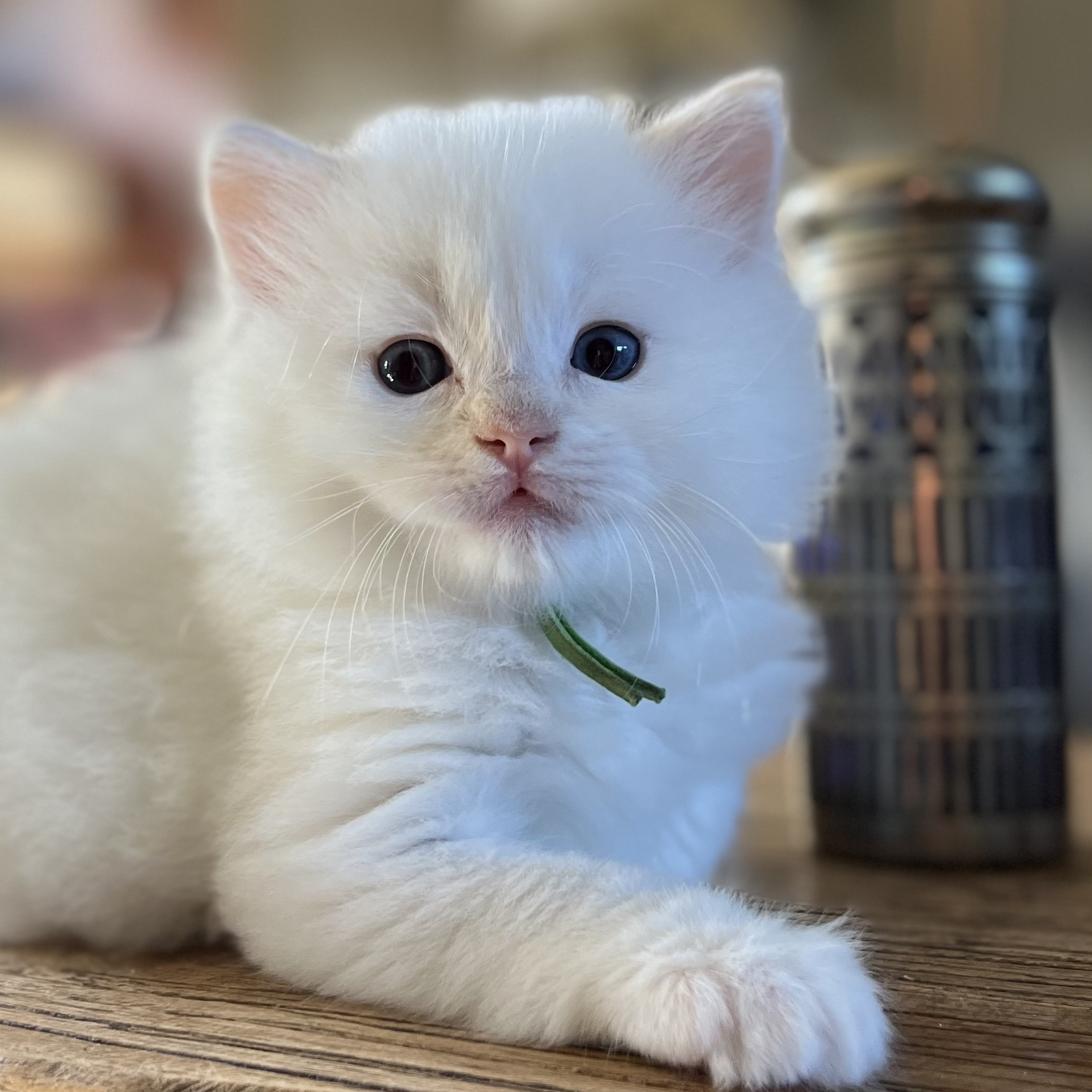 Planning Kittens – www.zendolls.nl